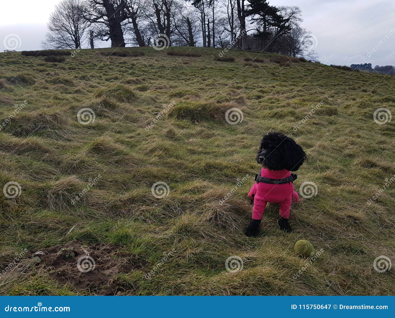 Cockapoo walk ball stock image. Image of walk, puppy - 115750647