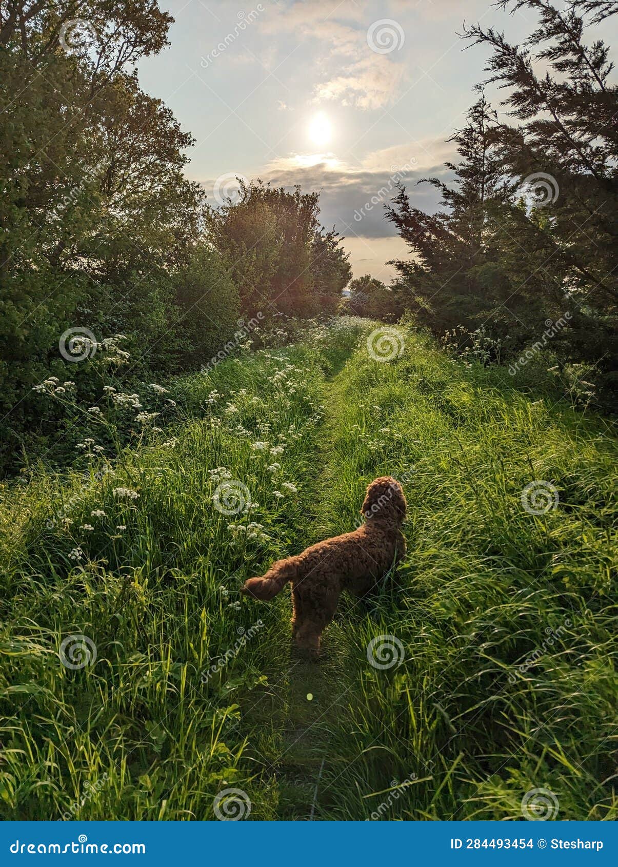 Cockapoo Walk stock photo. Image of leaf, cockapoo, countryside - 284493454
