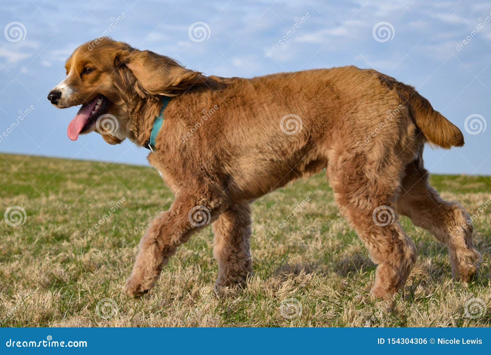 Cockapoo Walking through Grass on a Partly Cloudy Day Stock Photo ...