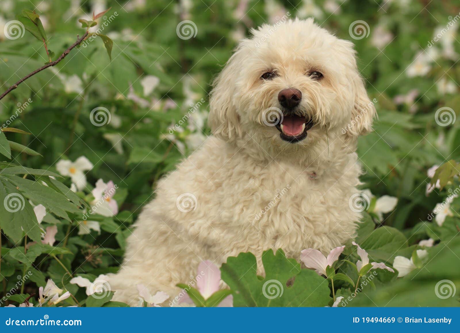 Small Cockapoo Dog On A Mans Legs Stock Image | CartoonDealer.com ...