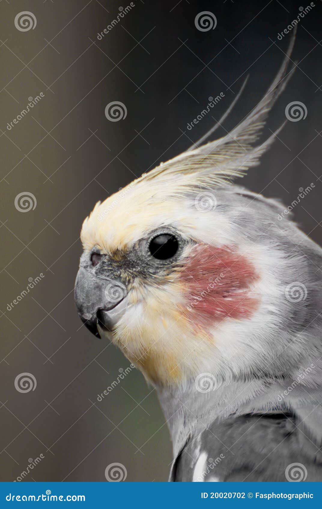 Cockatiel stock photo. Image of bird, portray, jungle - 20020702