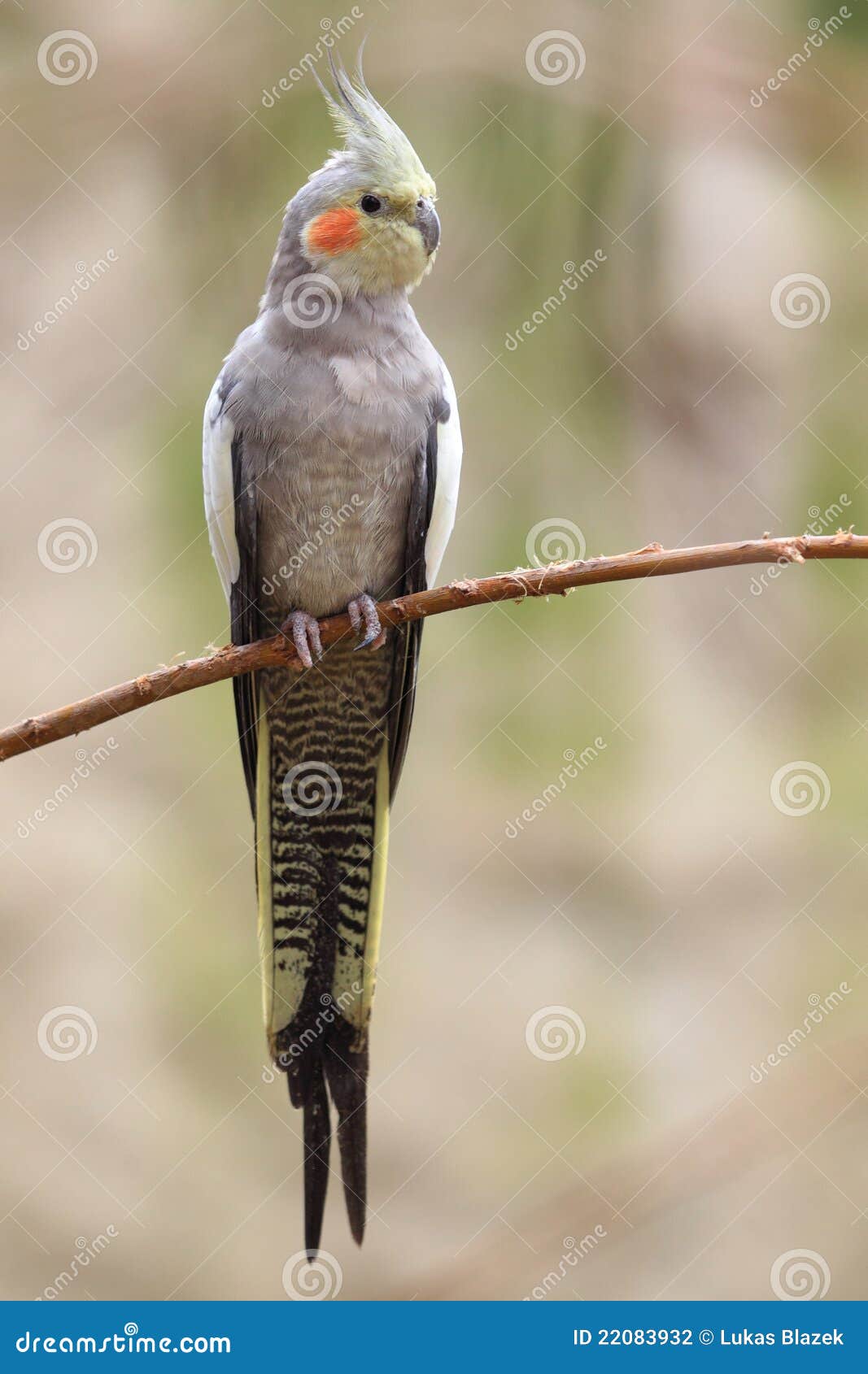 Cockatiel stock photo. Image of bird, cockatiel, nymphicus - 22083932