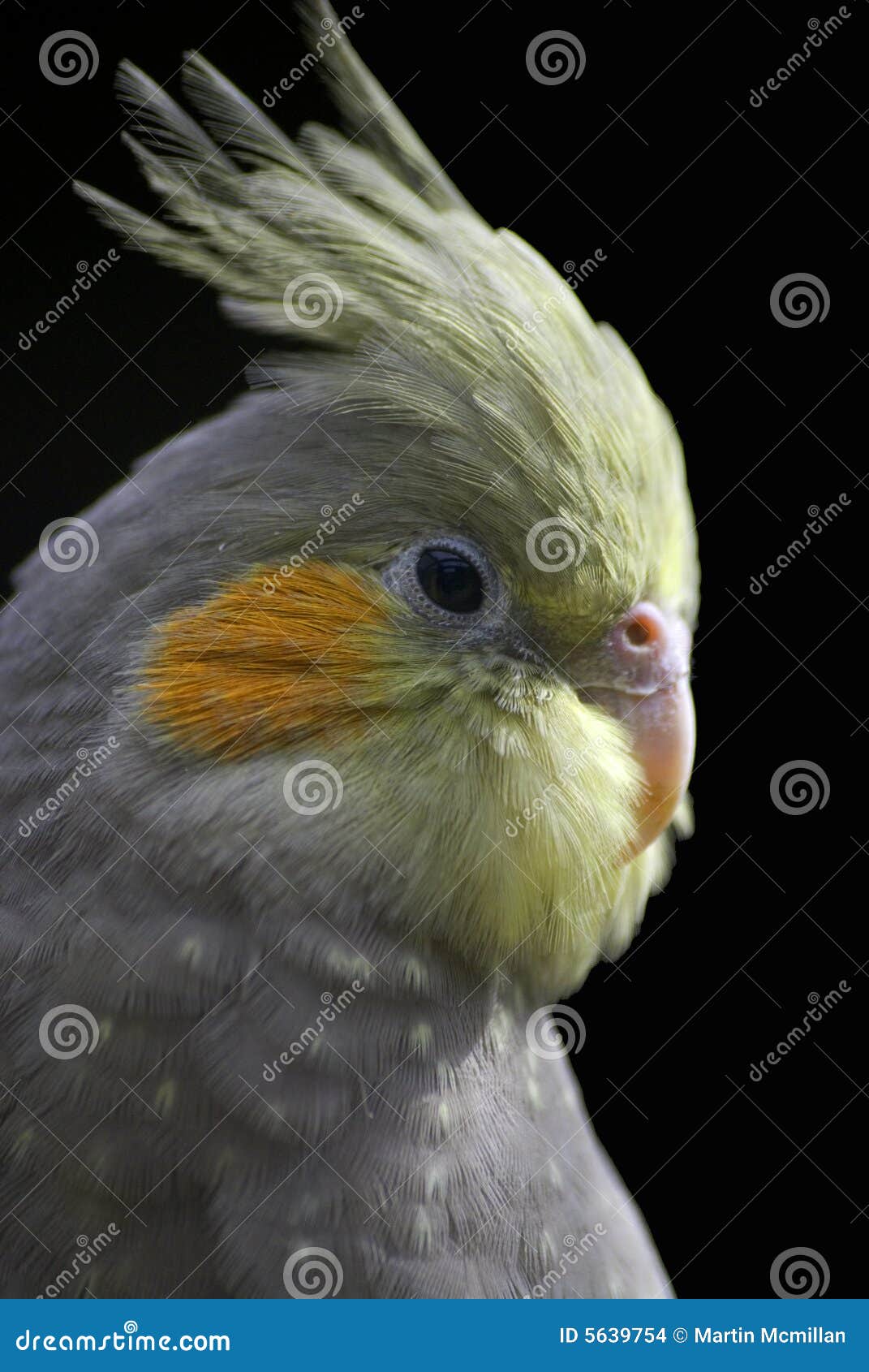Cockatiel stock photo. Image of cracker, cockatiel, wildlife - 5639754