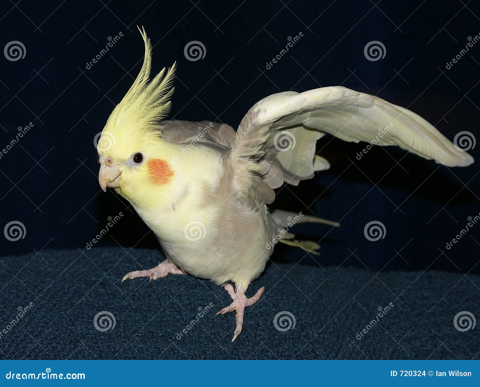 Cockatiel Stock Photography | CartoonDealer.com #3891542