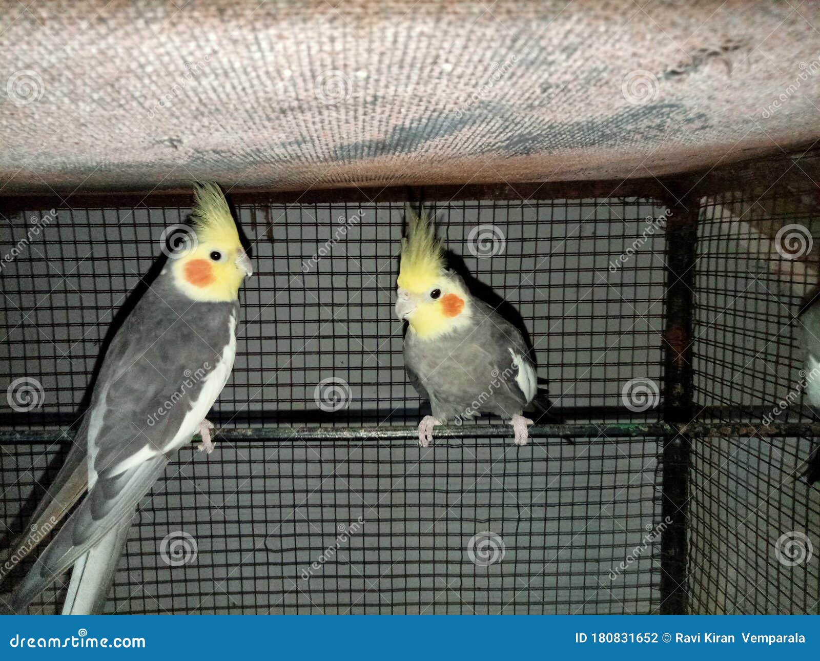 Cockatiel Also Known As Weiro Bird Stock Photo - Image of parakeet ...