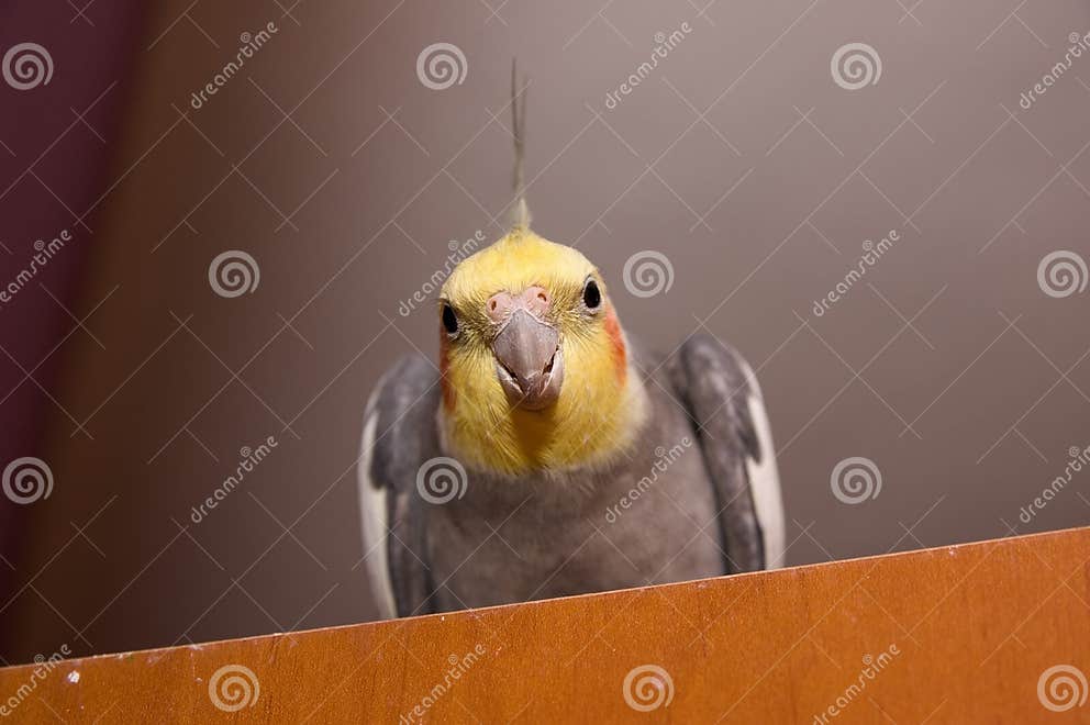 Cockatiel stock image. Image of territory, cockatiel - 49026497
