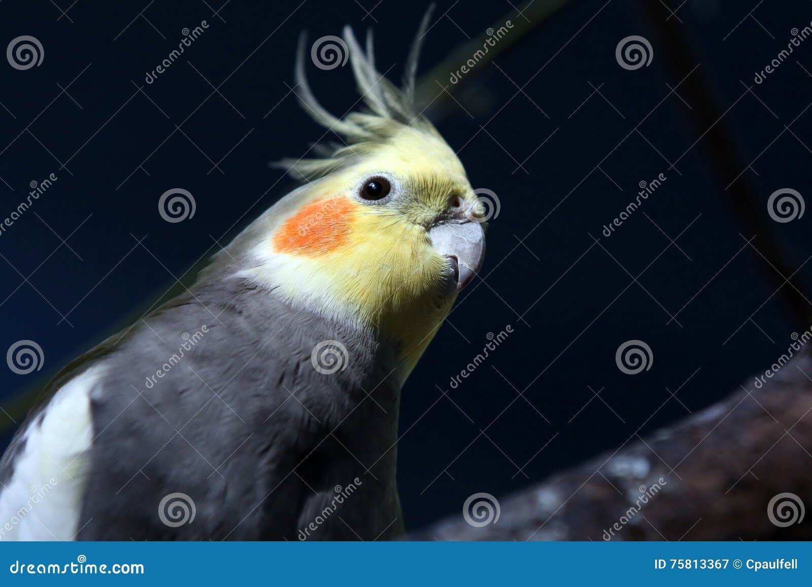 Cockatiel stock image. Image of male, feather, beautiful - 75813367
