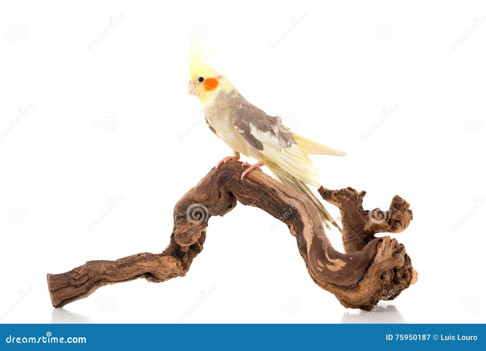 Cockatiel stock image. Image of wildlife, white, adult - 75950187