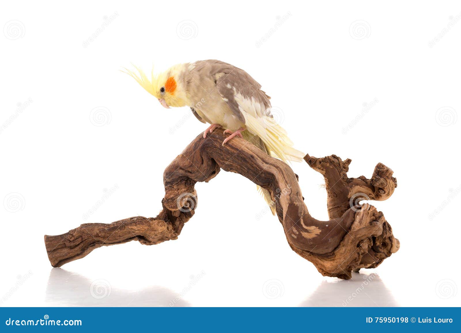 Cockatiel stock photo. Image of shot, portrait, looking - 75950198