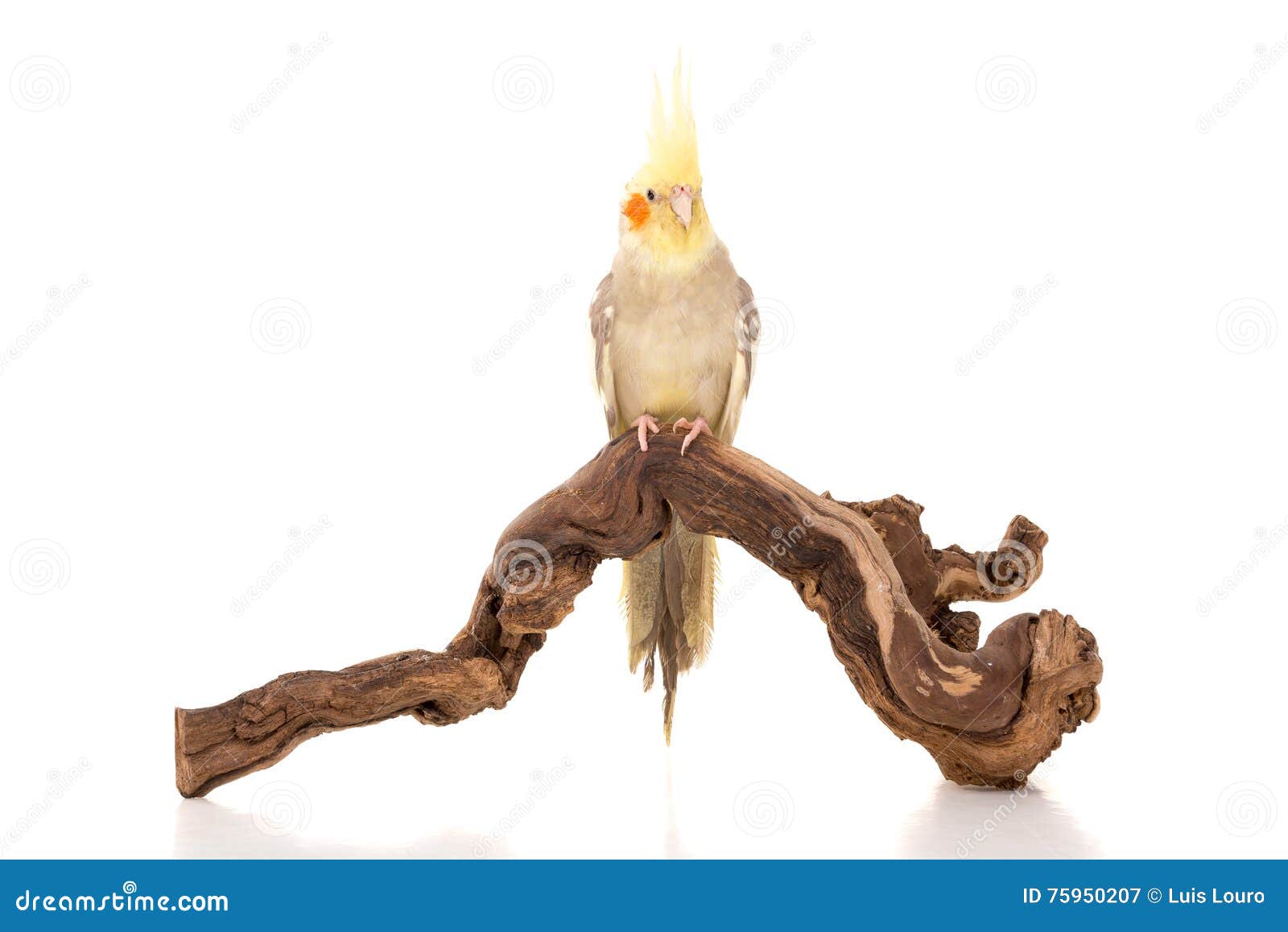 Cockatiel stock image. Image of grey, studio, portrait - 75950207