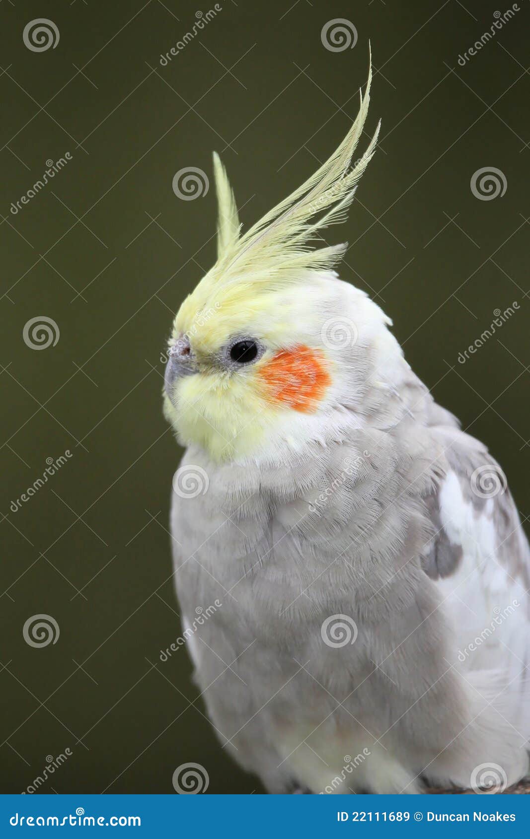 Cockatiel Bird stock image. Image of side, portrait, curious - 22111689