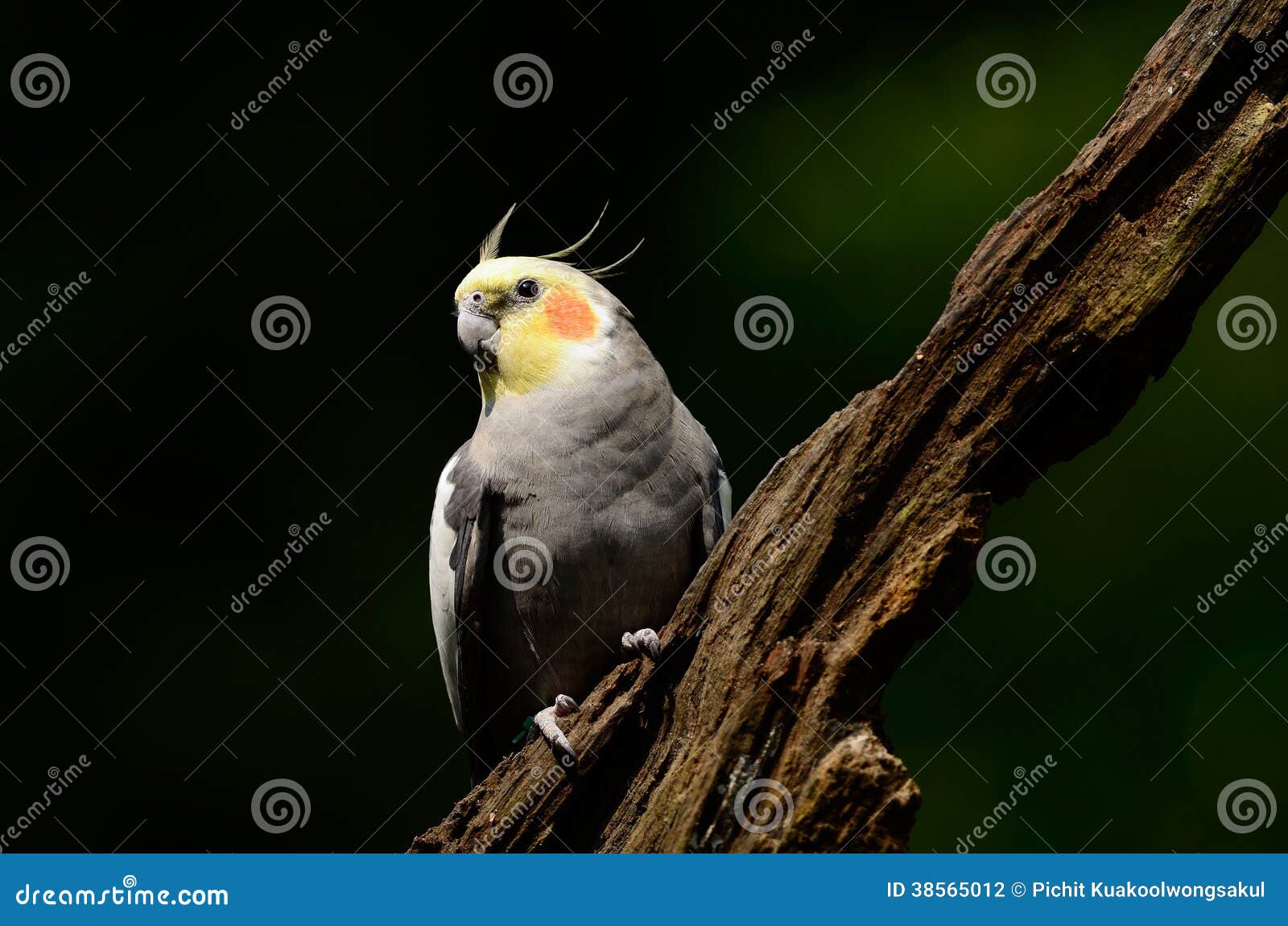 Cockatiel bird stock photo. Image of branch, wings, parrot - 38565012