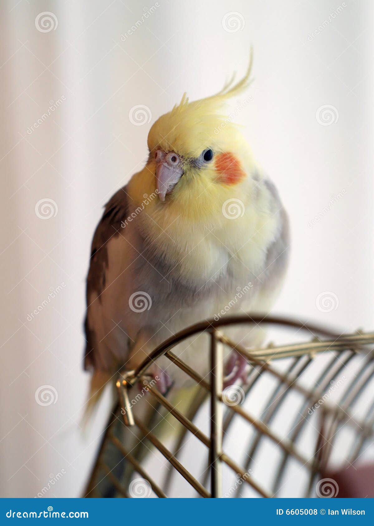 Cockatiel bird on a cage stock photo. Image of escape - 6605008