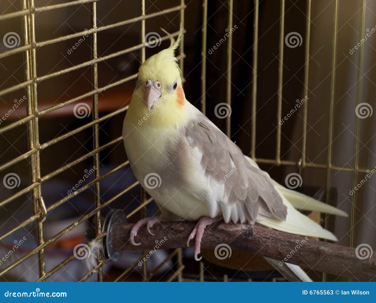 Cockatiel Bird In A Cage Royalty-Free Stock Photography | CartoonDealer ...