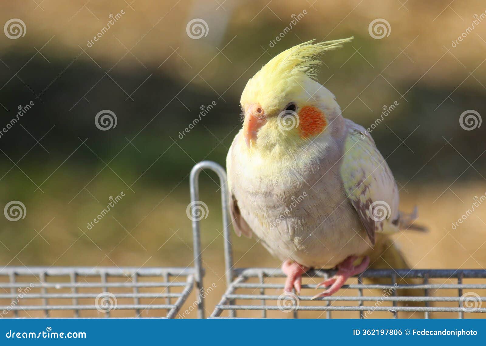 Cockatiel Bird on a Cage with Its Colorful Feather Crest on Head Stock ...