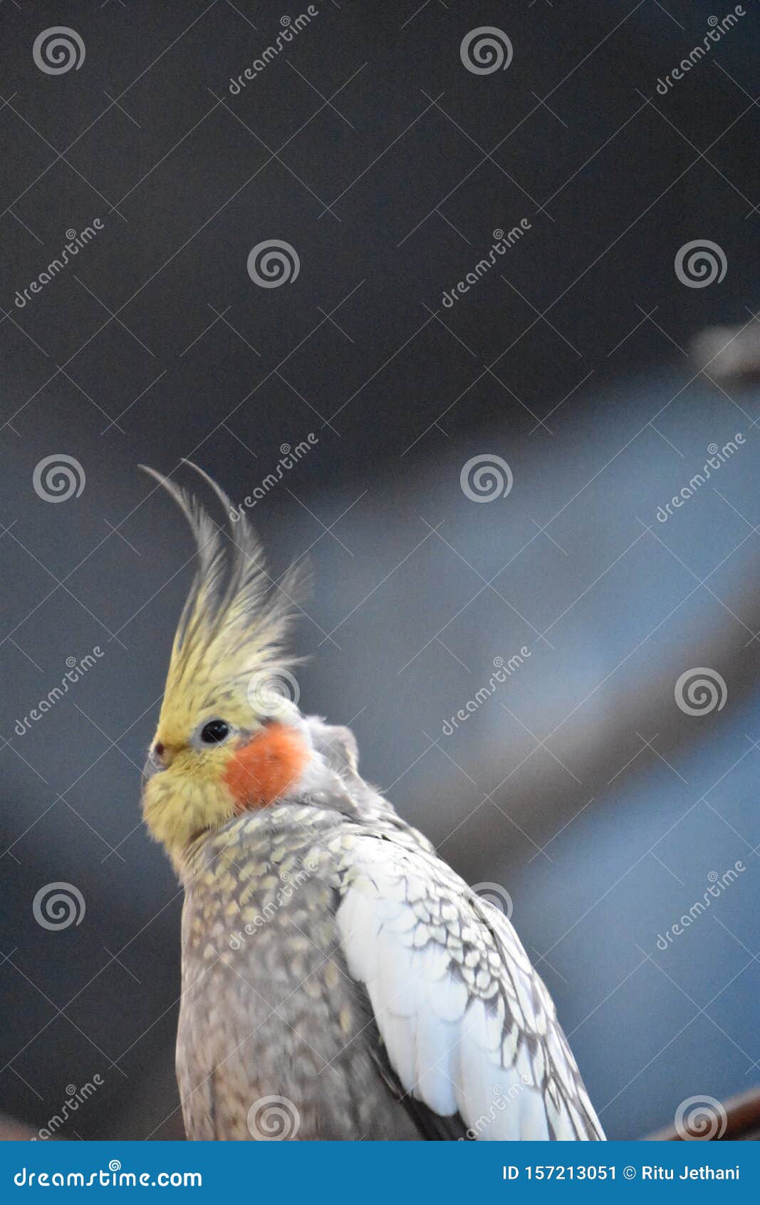 Cockatiel Bird stock image. Image of beak, domestic - 157213051