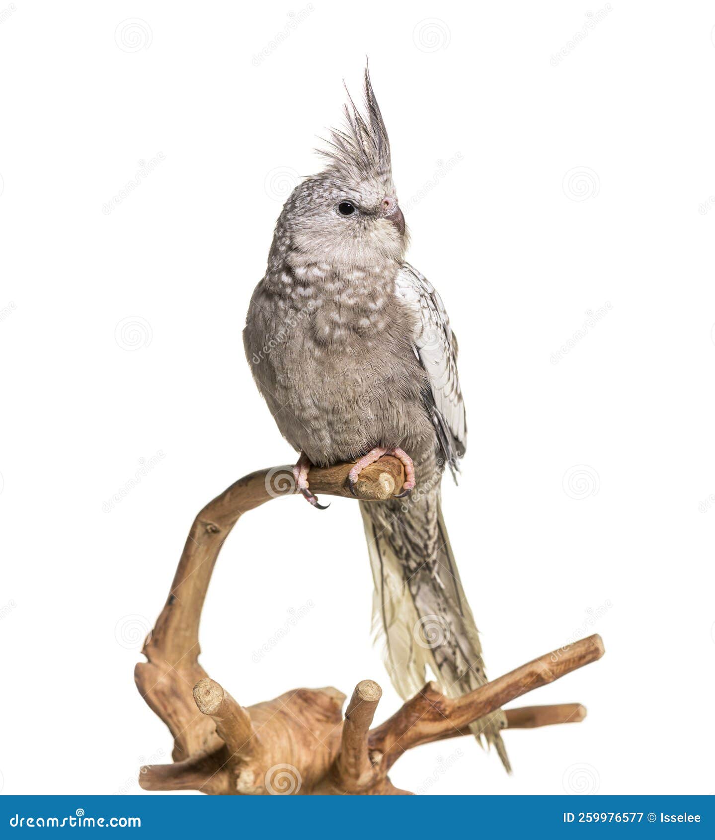 Cockatiel on a Branch, Isolated on White Stock Image - Image of branch ...