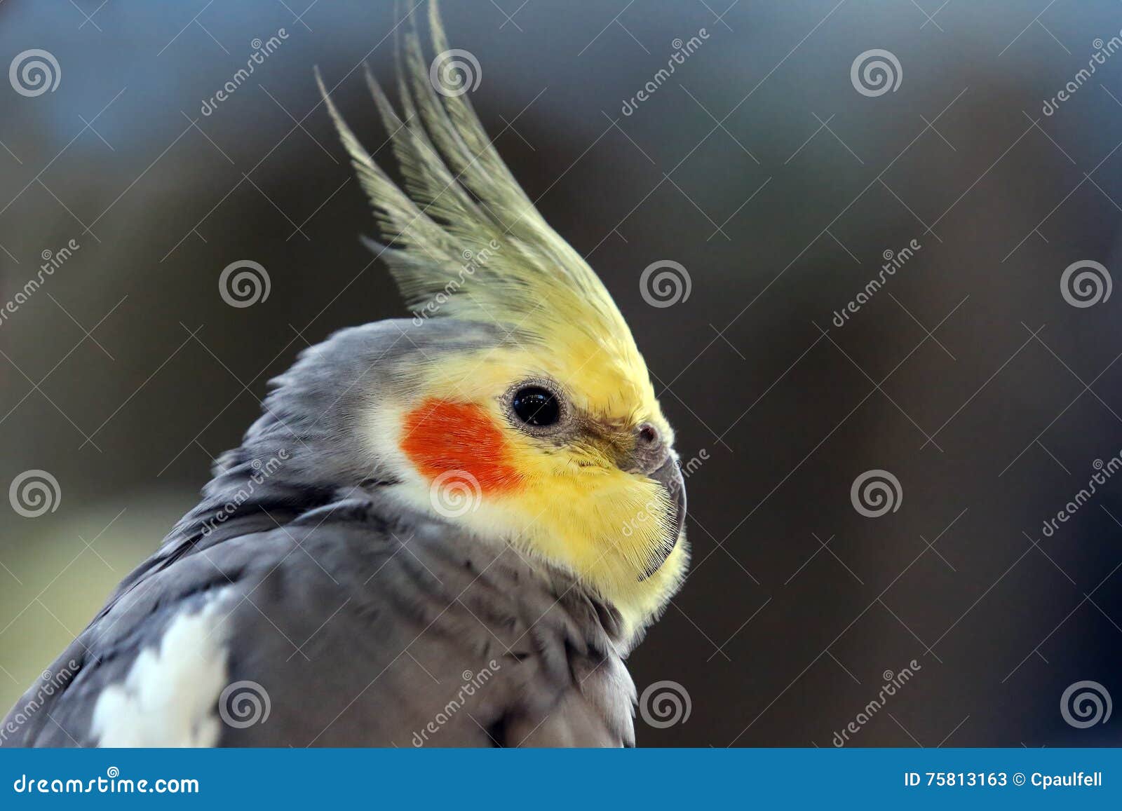 Cockatiel stock image. Image of space, parrot, animal - 75813163
