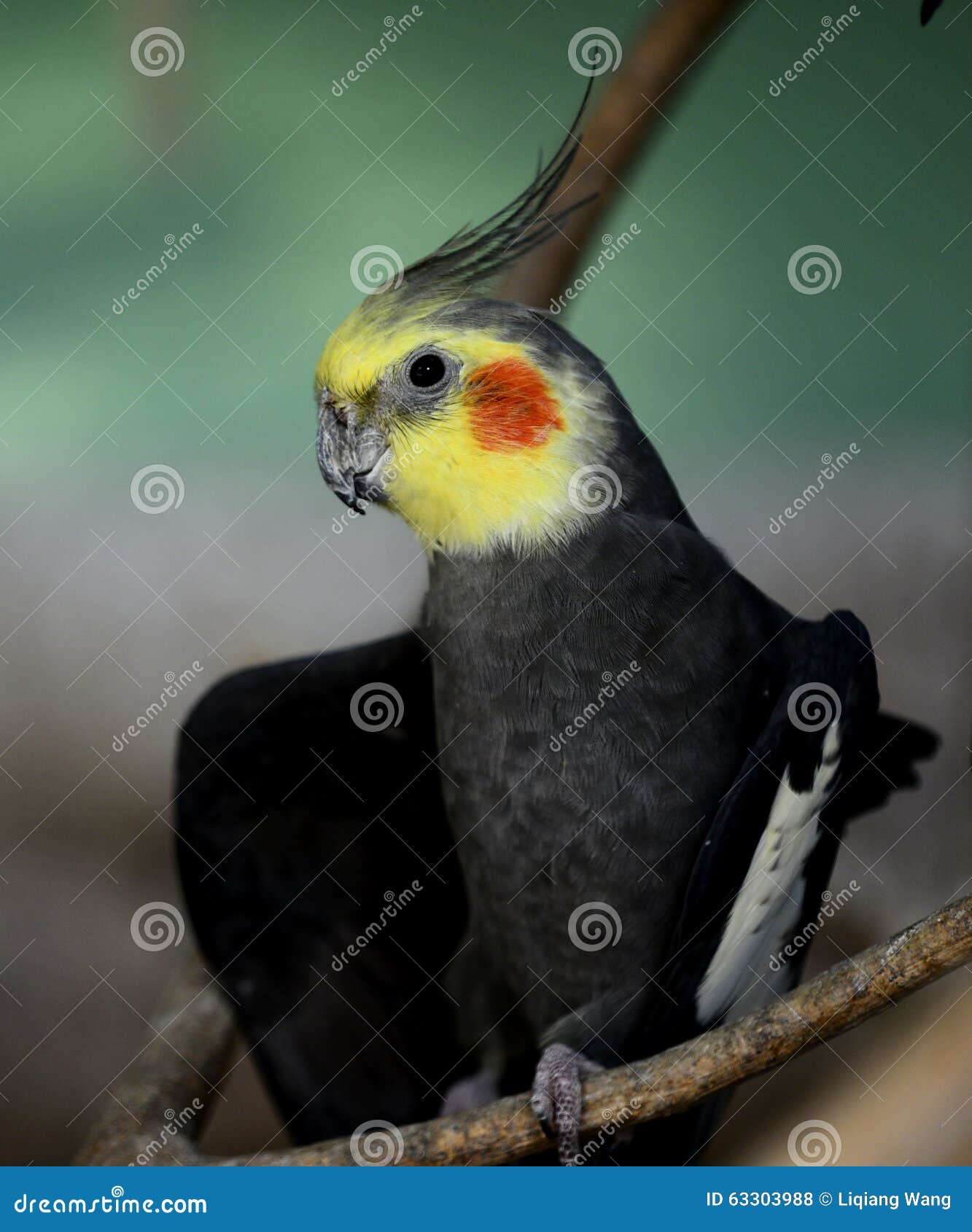 Cockatiel stock photo. Image of illustrations, close - 63303988