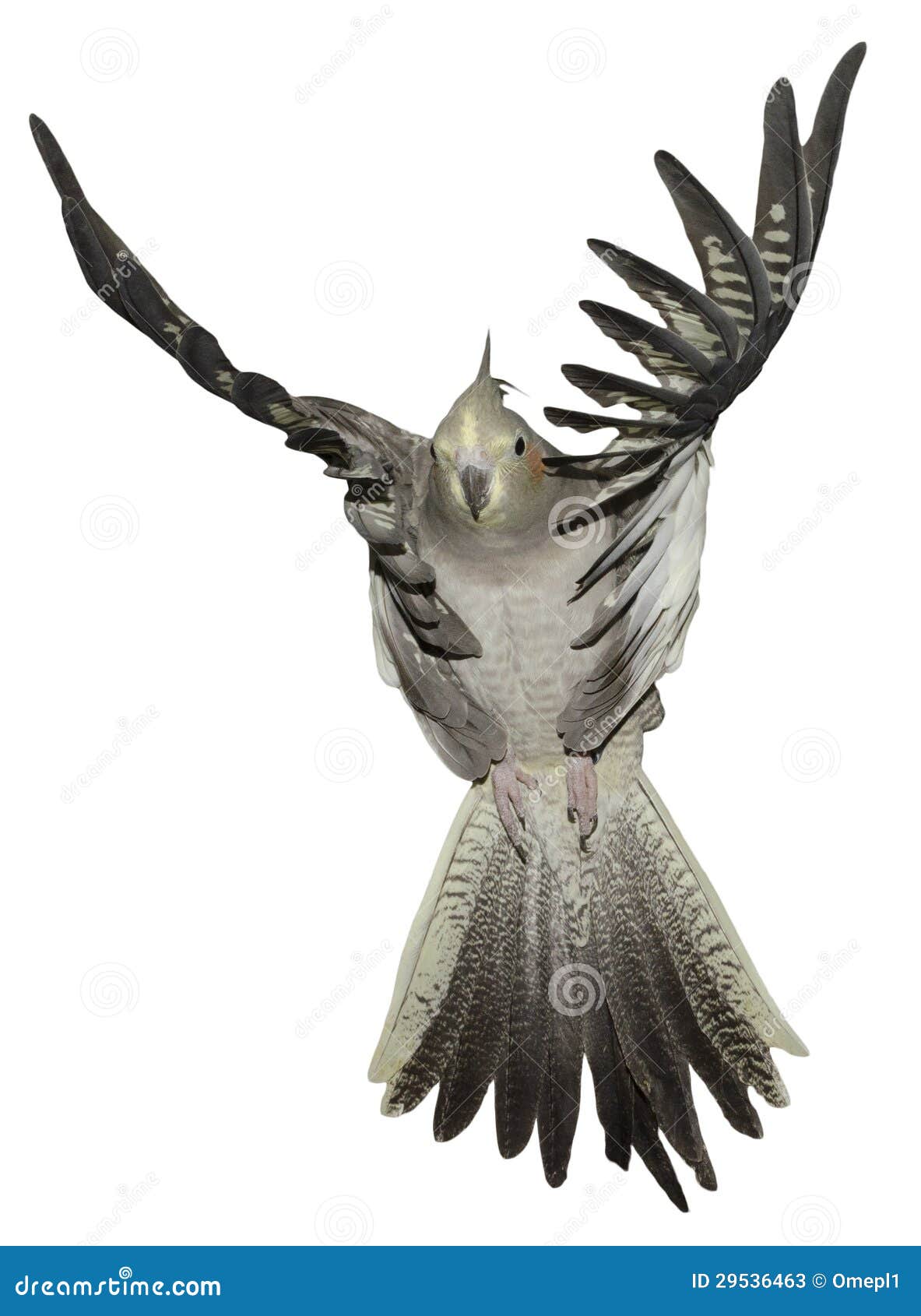 Cockatiel Flying stock image. Image of crest, feather - 29536463