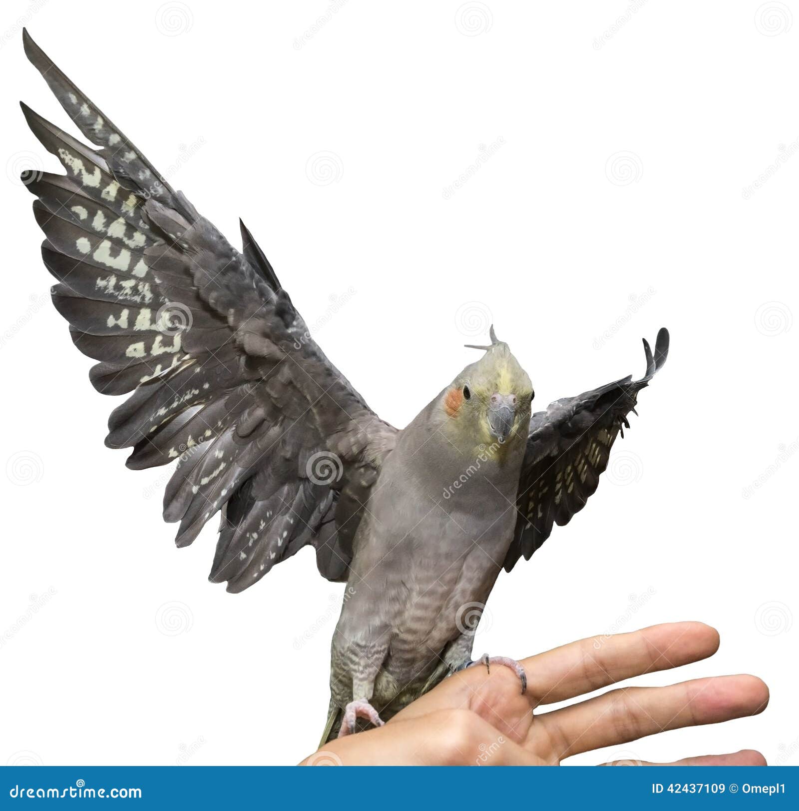 Cockatiel Flying stock image. Image of feather, hand - 42437109