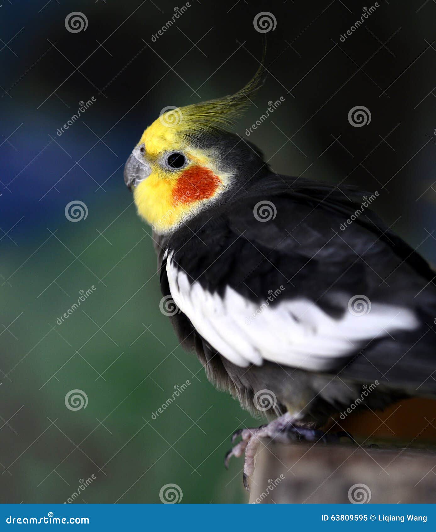Cockatiel stock image. Image of wild, landscape, budgerigar - 63809595