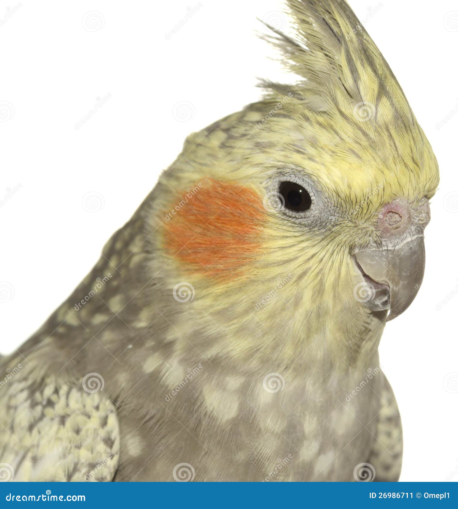Cockatiel Hen Close-up stock image. Image of nymphicus - 26986711