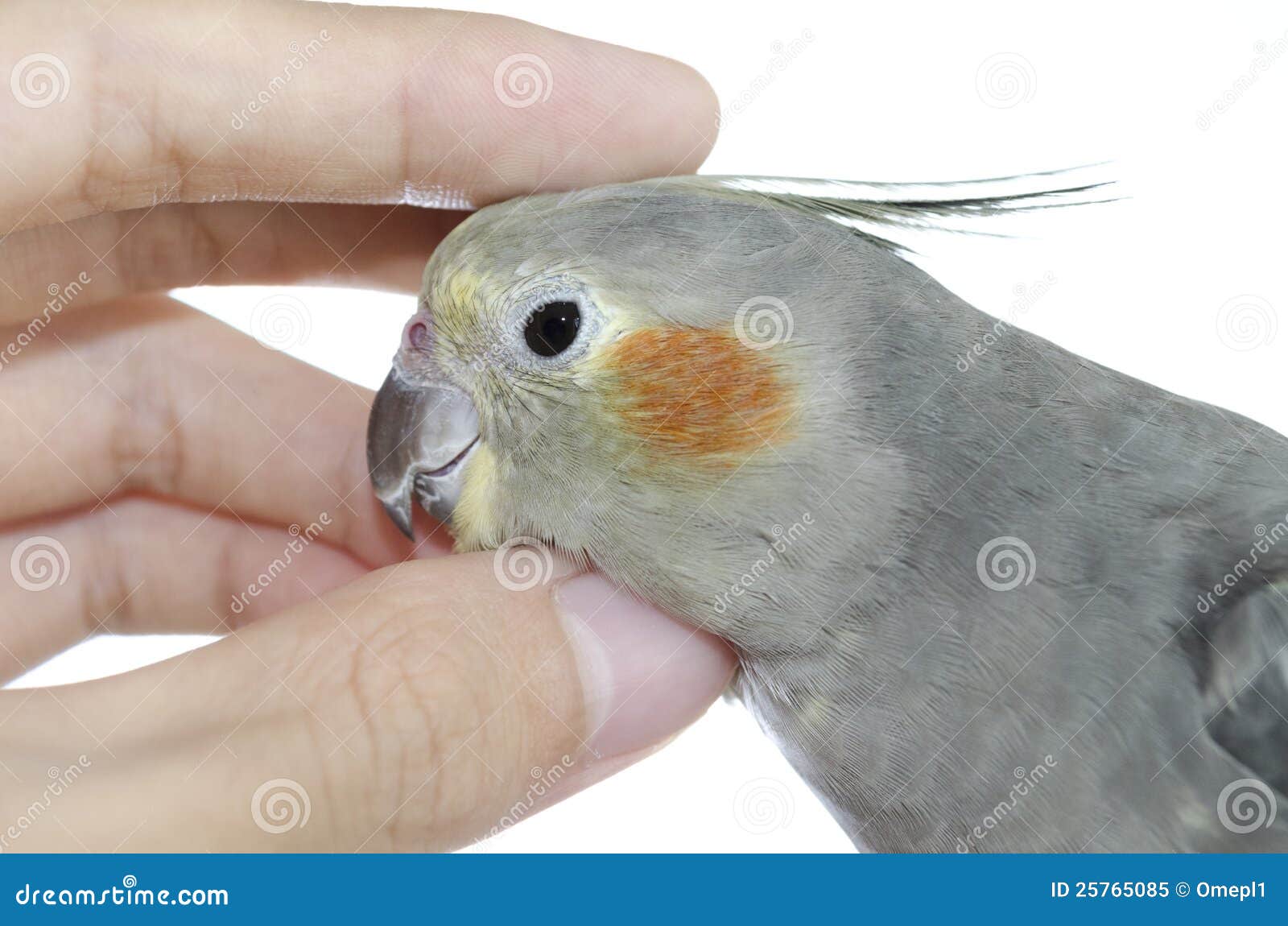 A Cockatiel Hen Enjoying Scratching of Her Head Stock Image - Image of ...