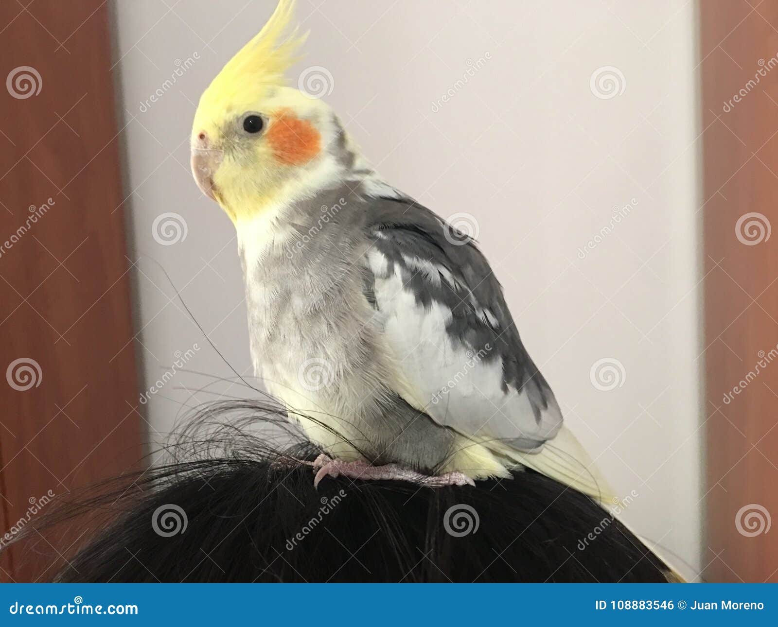 Cockatiel stock photo. Image of male, cockatiel, profile - 108883546