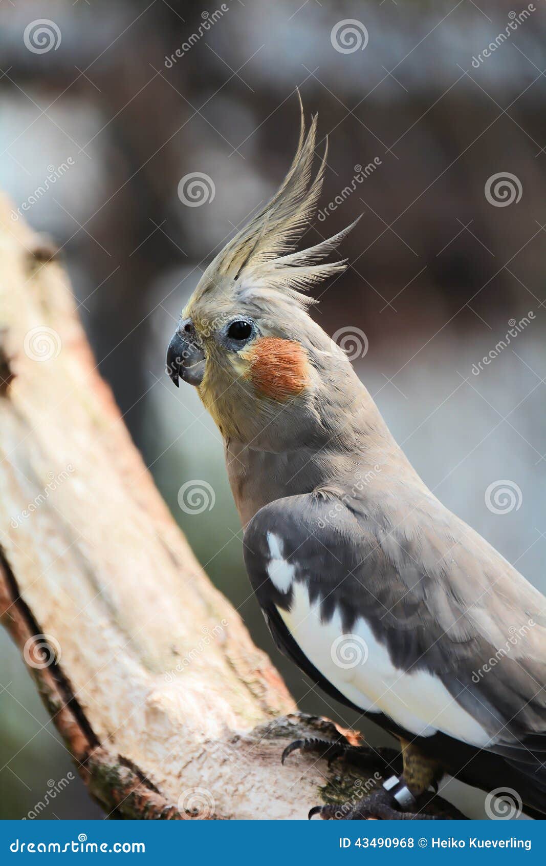 Cockatiel novo foto de stock. Imagem de papagaio, fauna - 43490968
