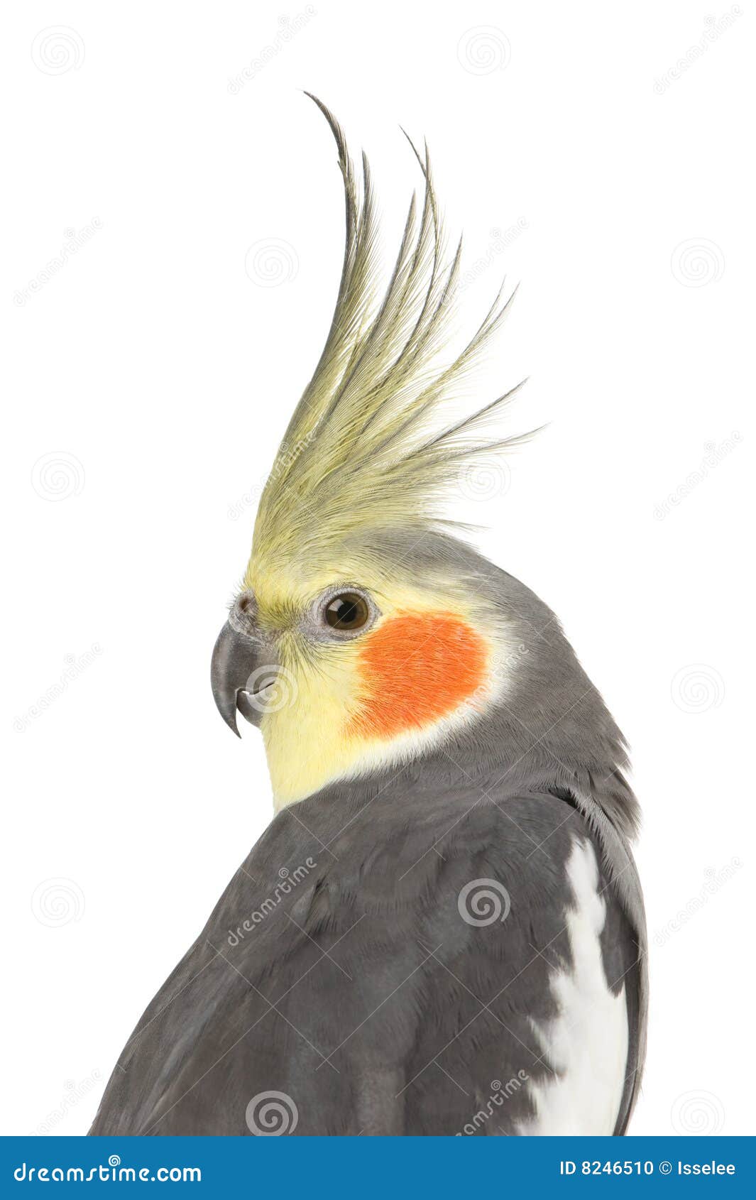 Nymphicus Hollandicus Little Parrot Royalty-Free Stock Photography ...