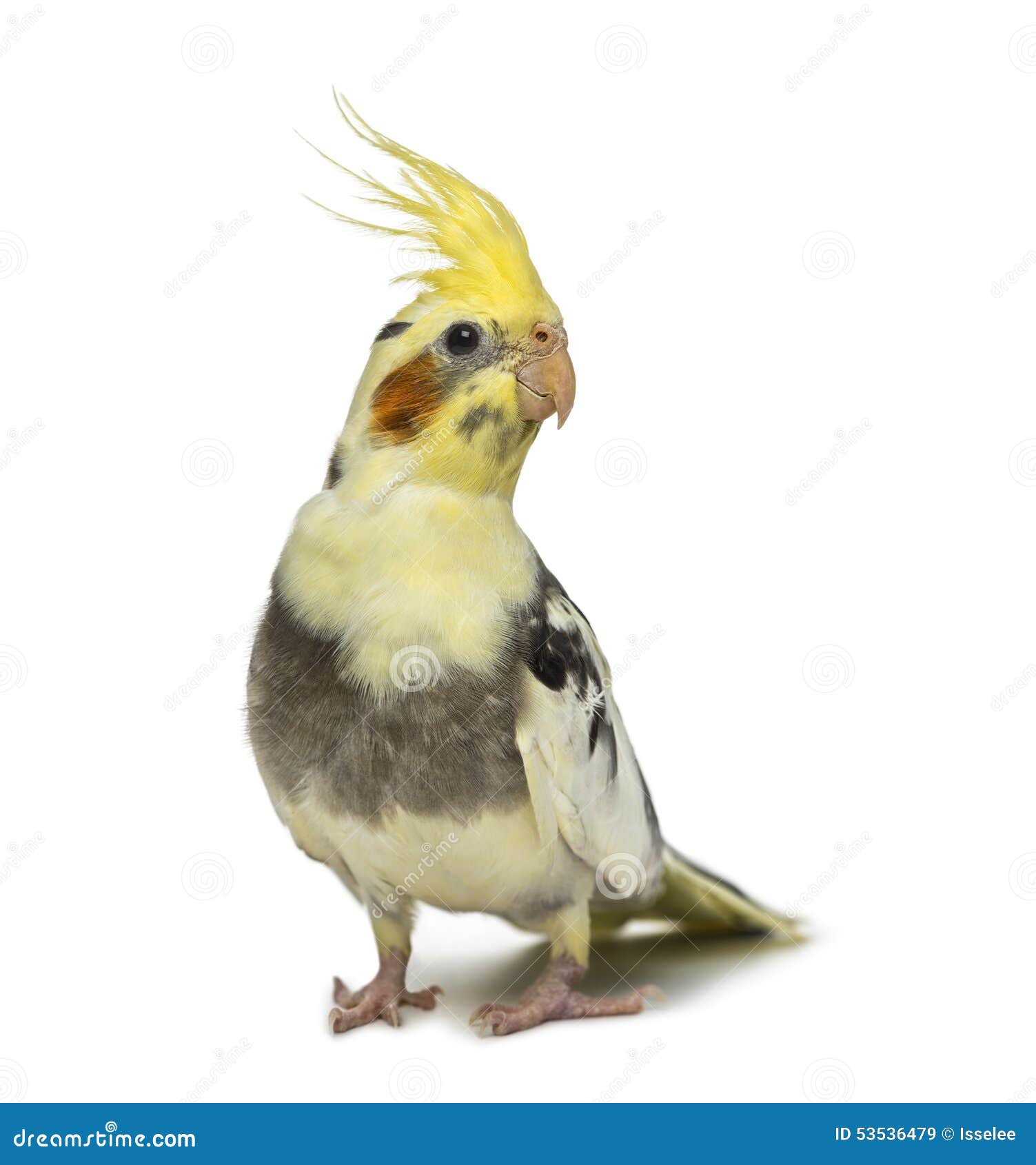 The Cockatiel Nymphicus Hollandicus Parrot, Also Known As Miniature ...