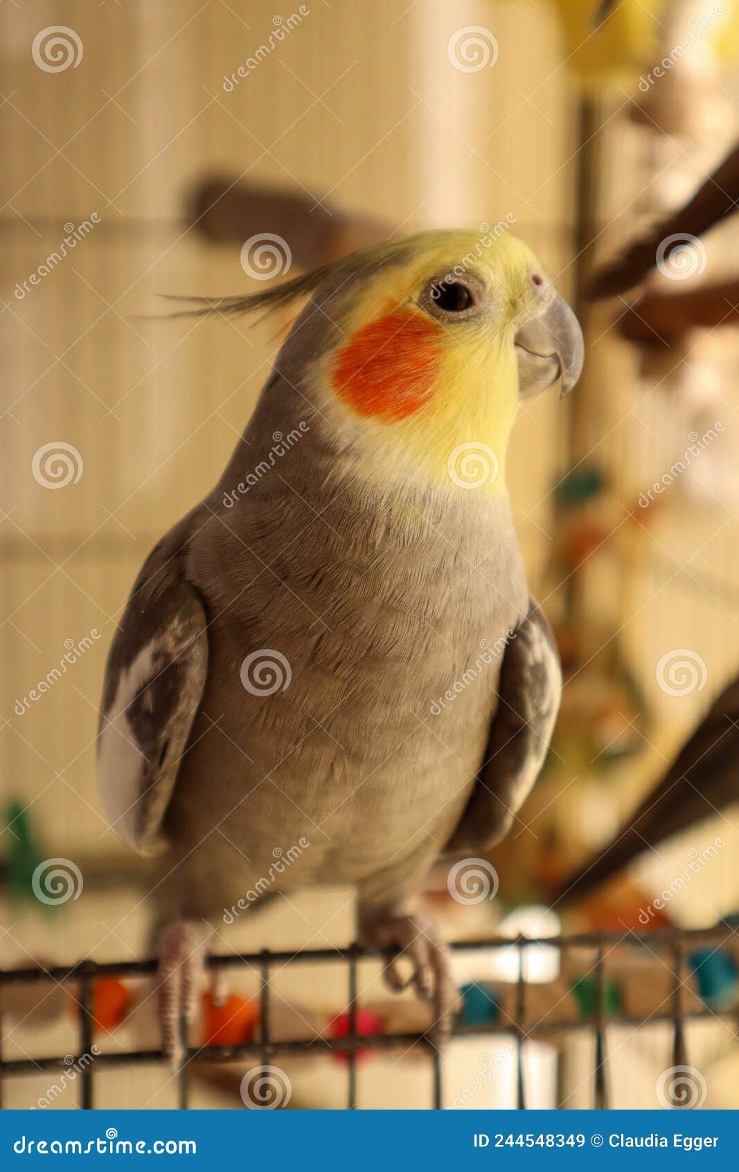 A Cockatiel Nymphicus Sitting on a Cage Entry and Watching with One Eye ...