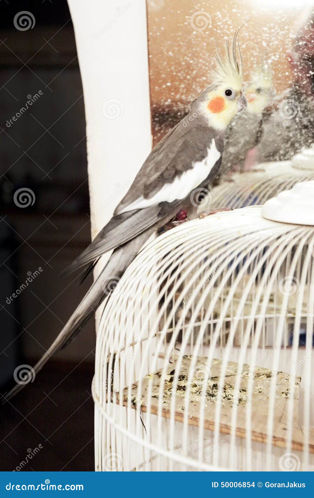 Cockatiel parrot stock photo. Image of feathers, body - 50006854
