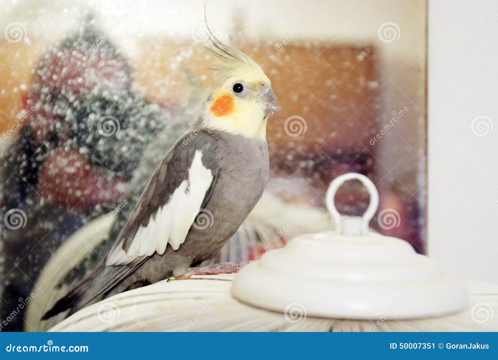 Cockatiel Parrot Standing on Cage Stock Image - Image of domestic ...