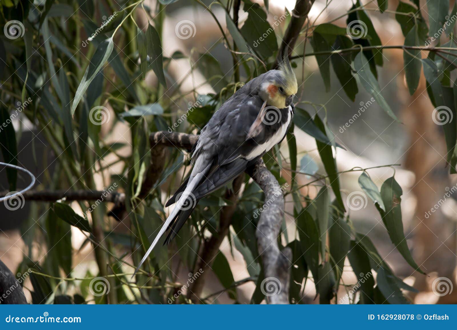This is a Side View of a Cockatiel Stock Photo - Image of tailed ...