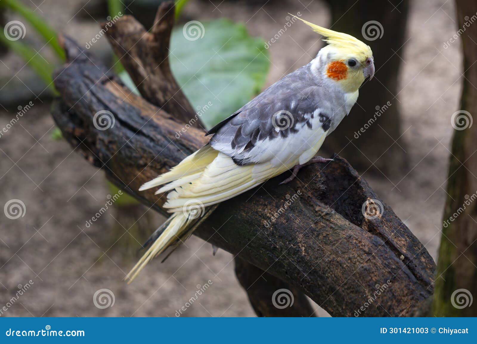 A Cockatiel Perched on a Tree Stock Image - Image of wldlife, indoor ...