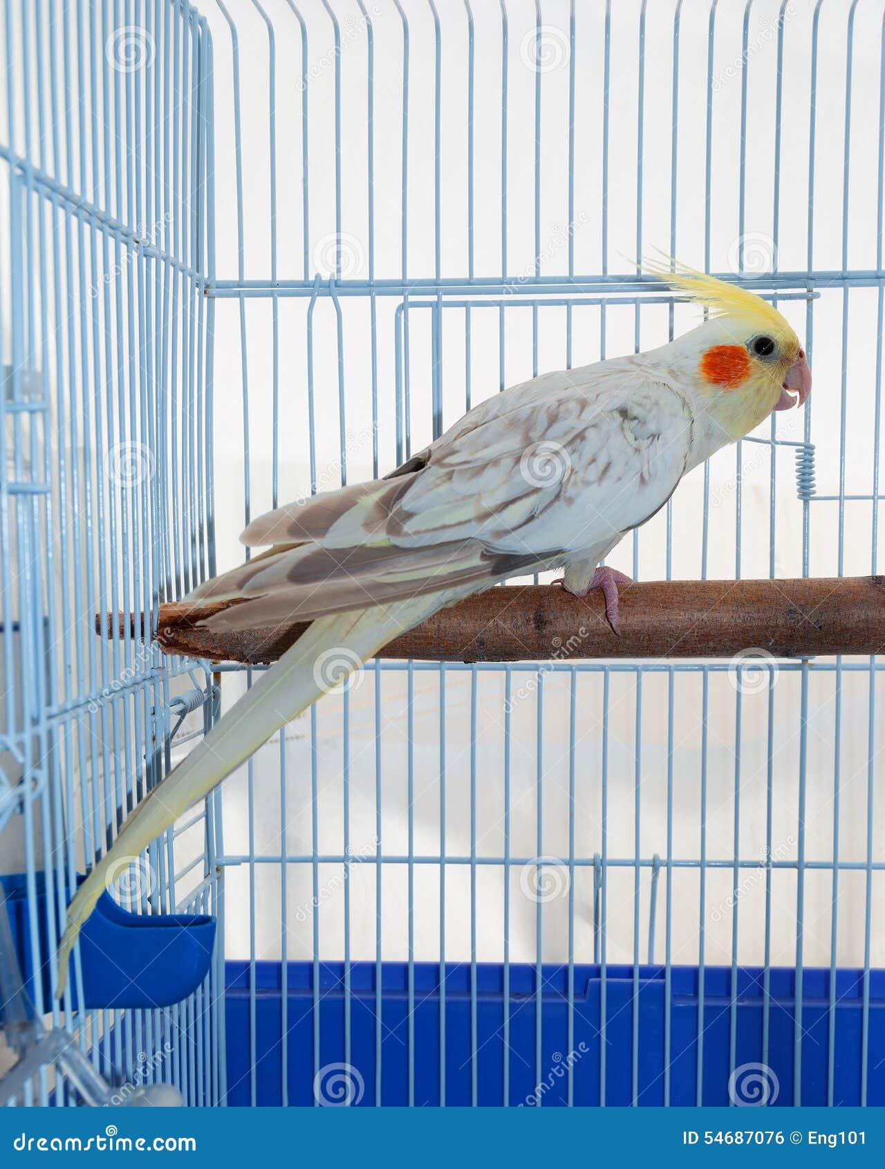 Cockatiel pet in a cage stock photo. Image of bird, feathers - 54687076