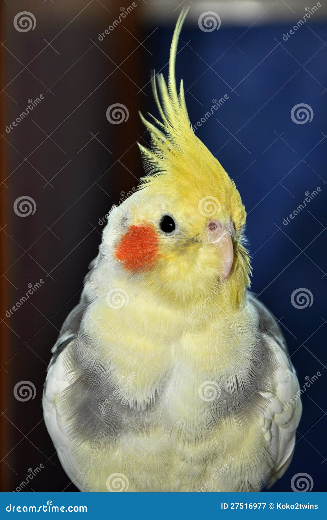 Cockatiel portrait stock image. Image of grey, home, exotic - 27516977