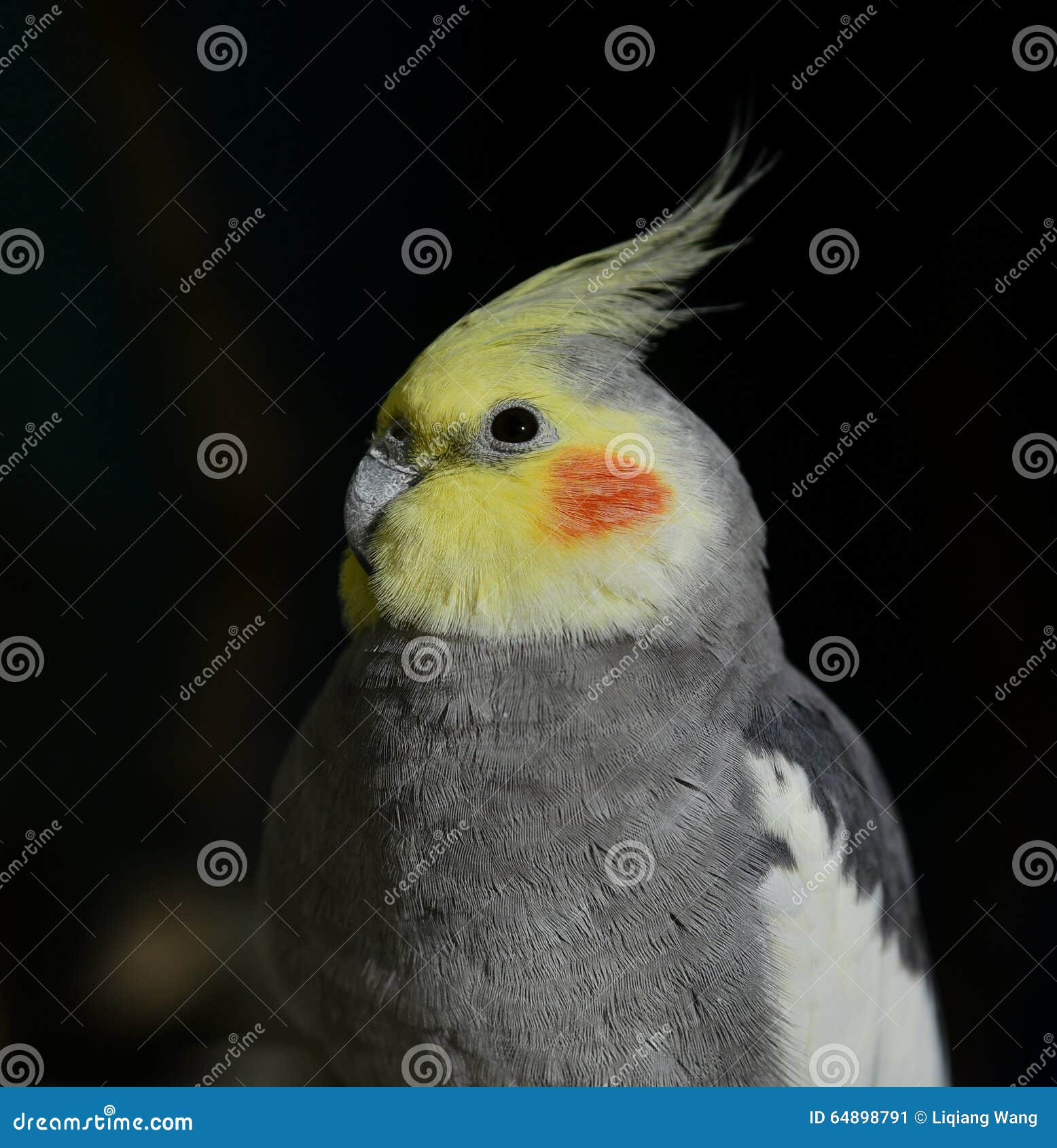 Cockatiel stock image. Image of cockatiel, trees, search - 64898791