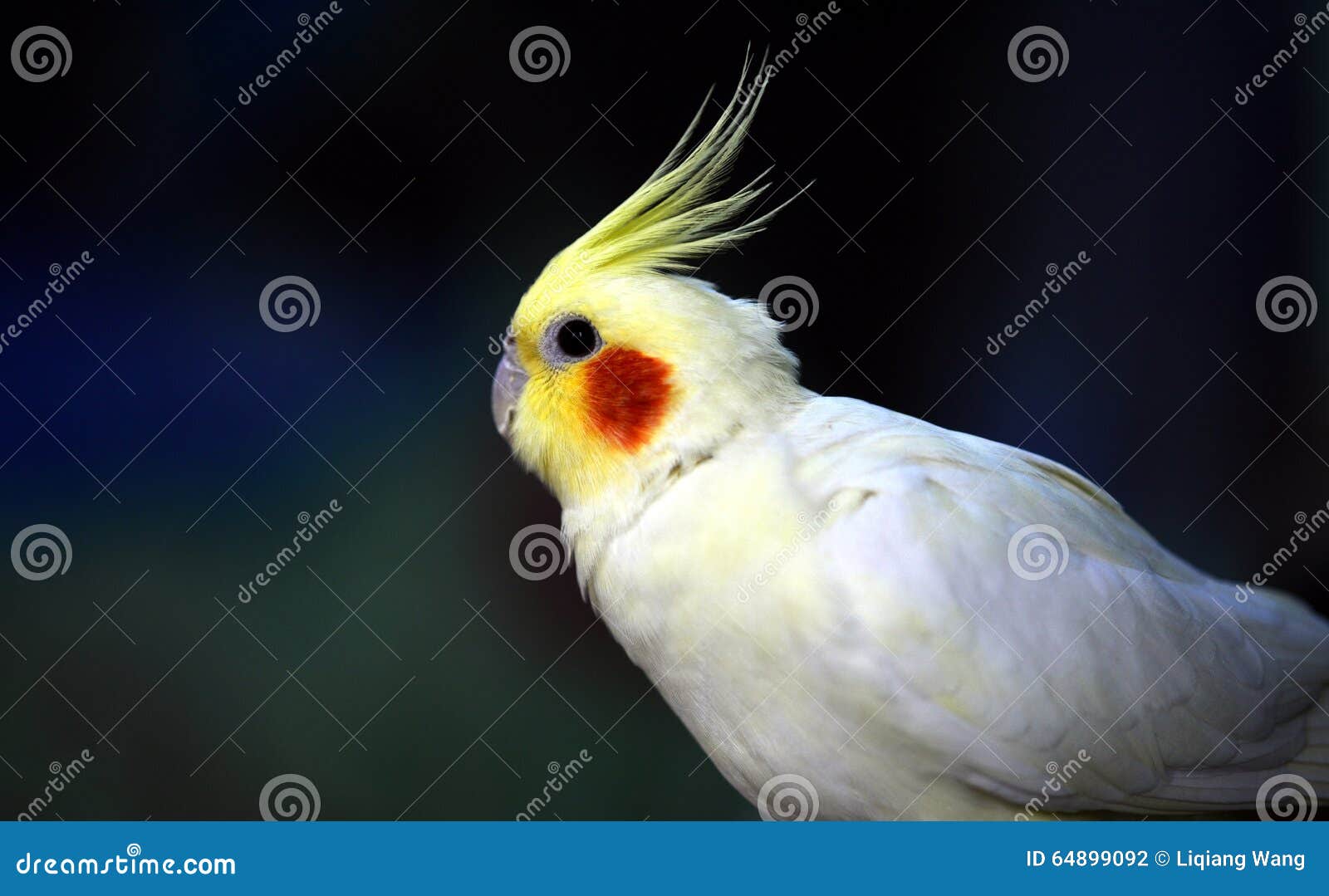 Cockatiel stock photo. Image of trees, foraging, search - 64899092