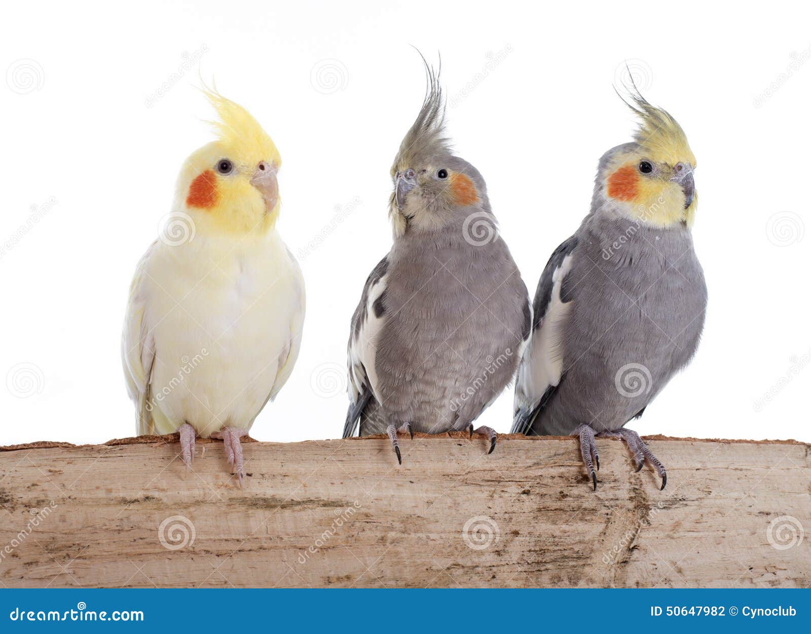 Cockatiel stock photo. Image of three, studio, female - 50647982
