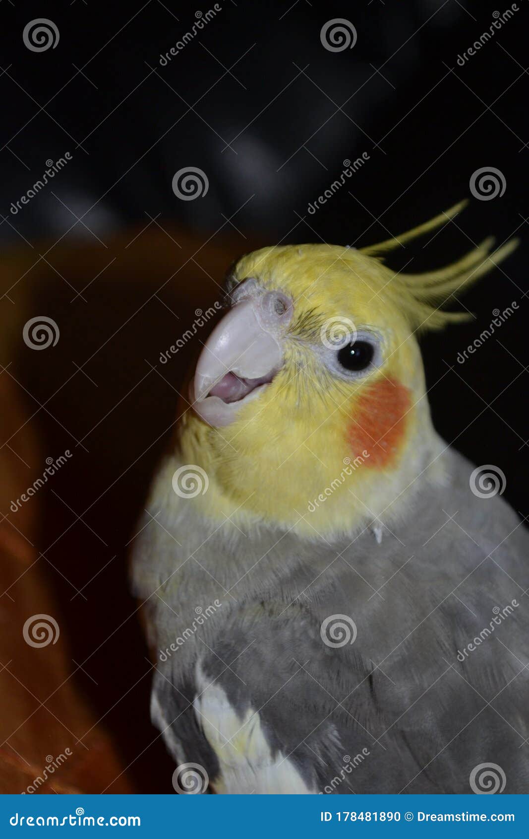 Cockatiels are Beautiful Animals Stock Photo - Image of quail, parakeet ...