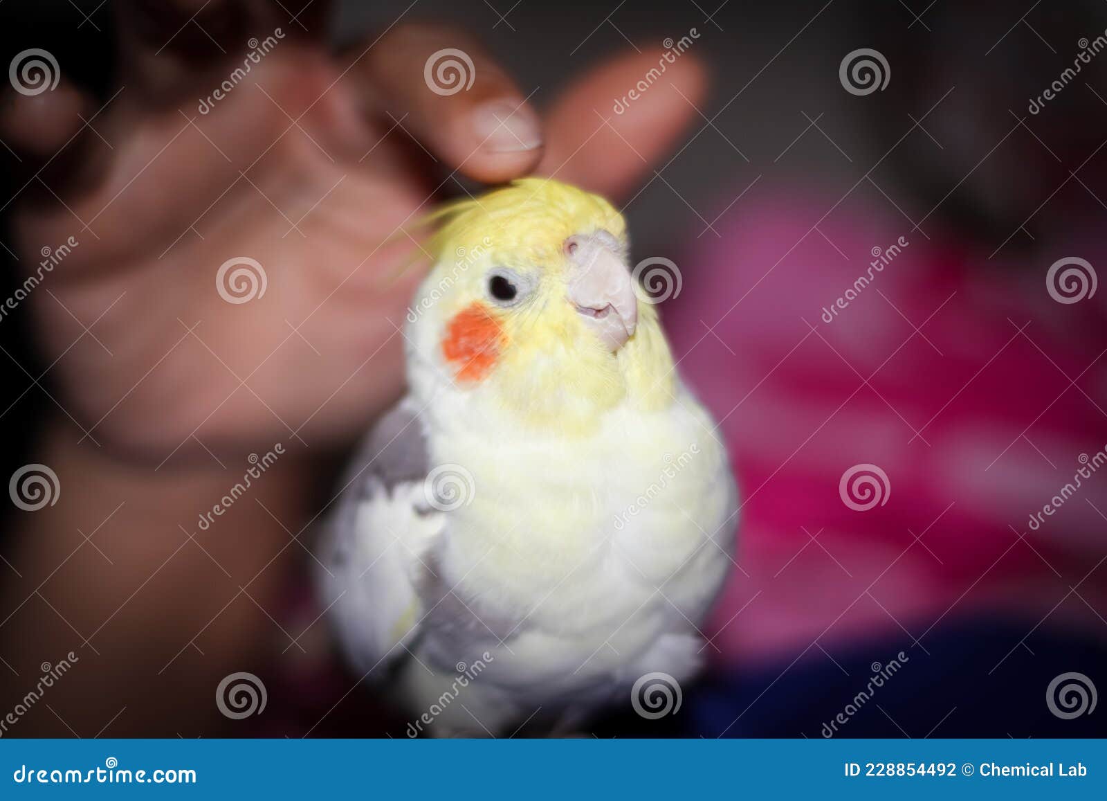 Cockatiels Like To Scratch Their Head Stock Photo - Image of beautiful ...