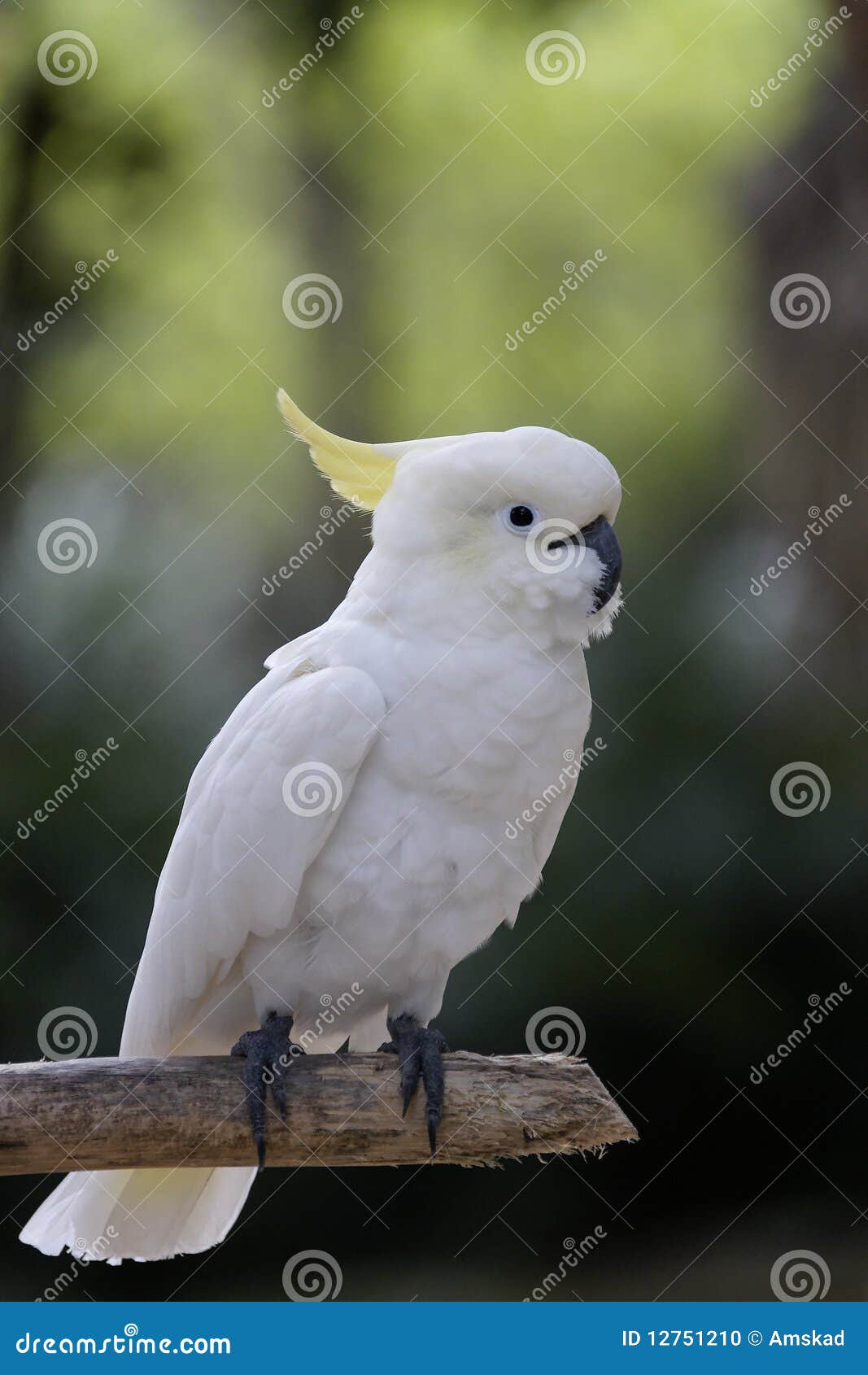 Cockatoo stock photo. Image of exotic, standing, ridges - 12751210