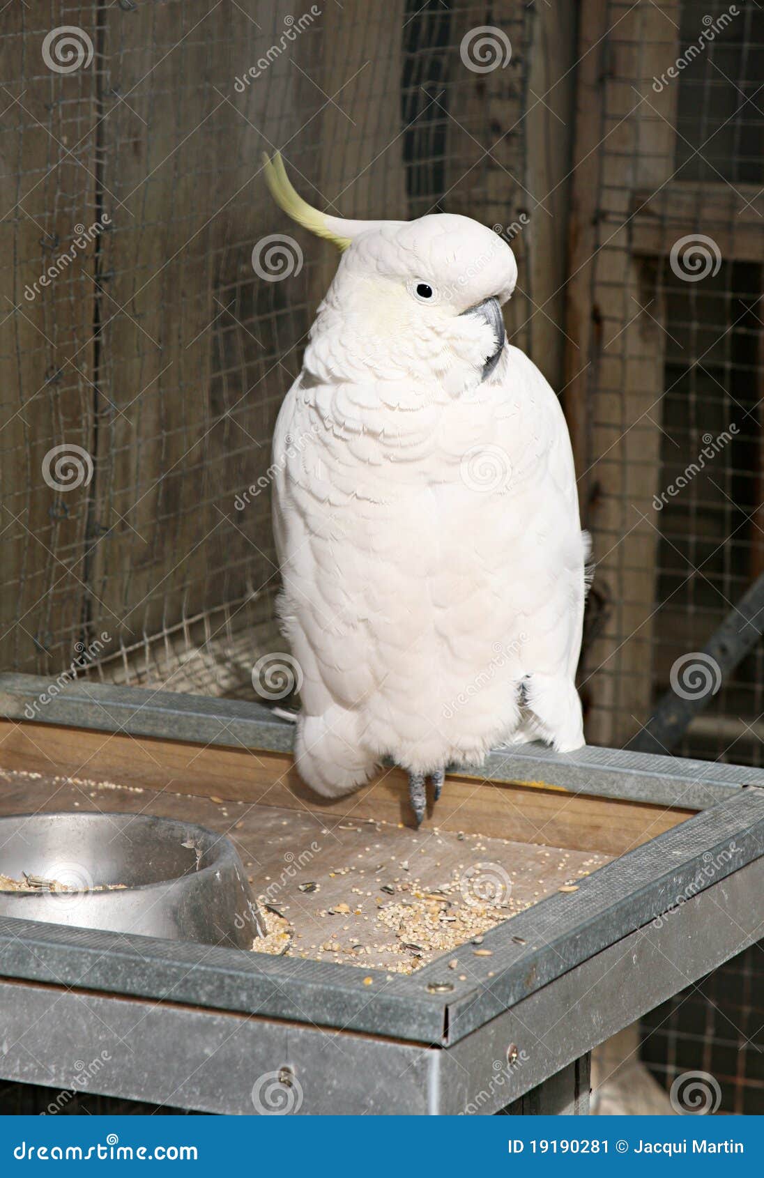 Cockatoo stock image. Image of feather, colored, curious - 19190281