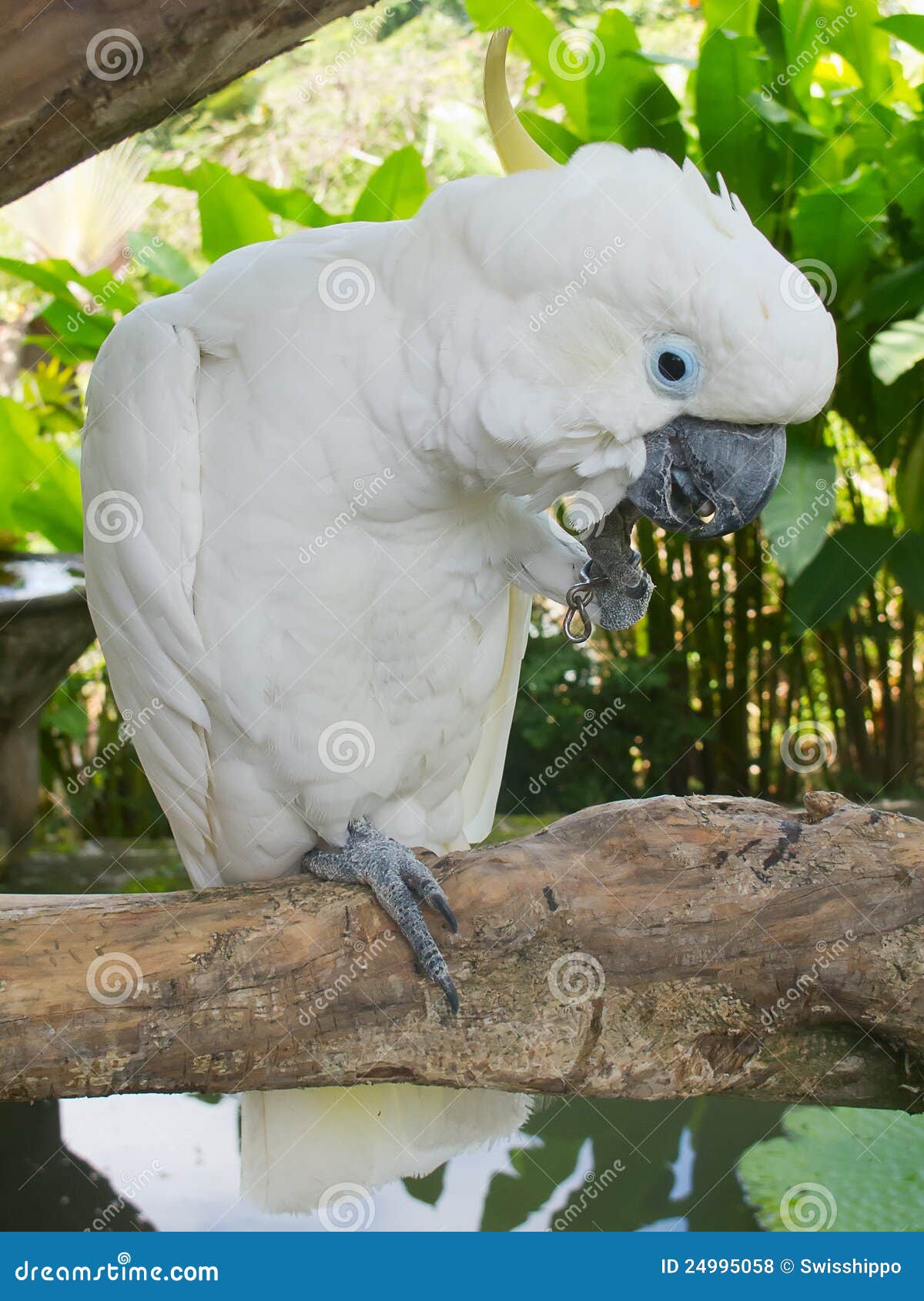 Cockatoo stock photo. Image of park, perched, perch, bird - 24995058