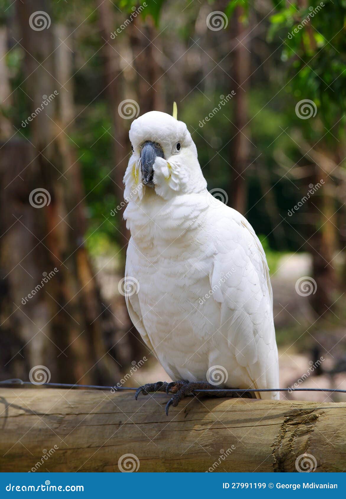 Cockatoo stock image. Image of native, rainforest, green - 27991199
