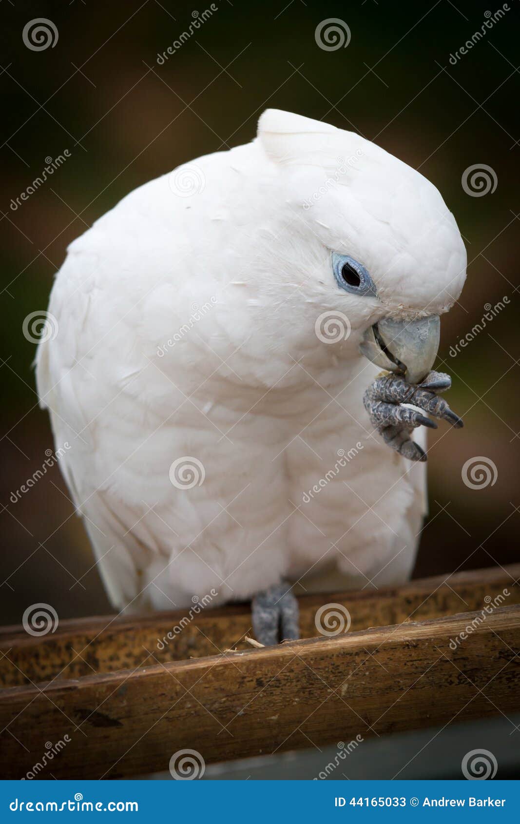 Cockatoo immagine stock. Immagine di sgranocchiare, natura - 44165033