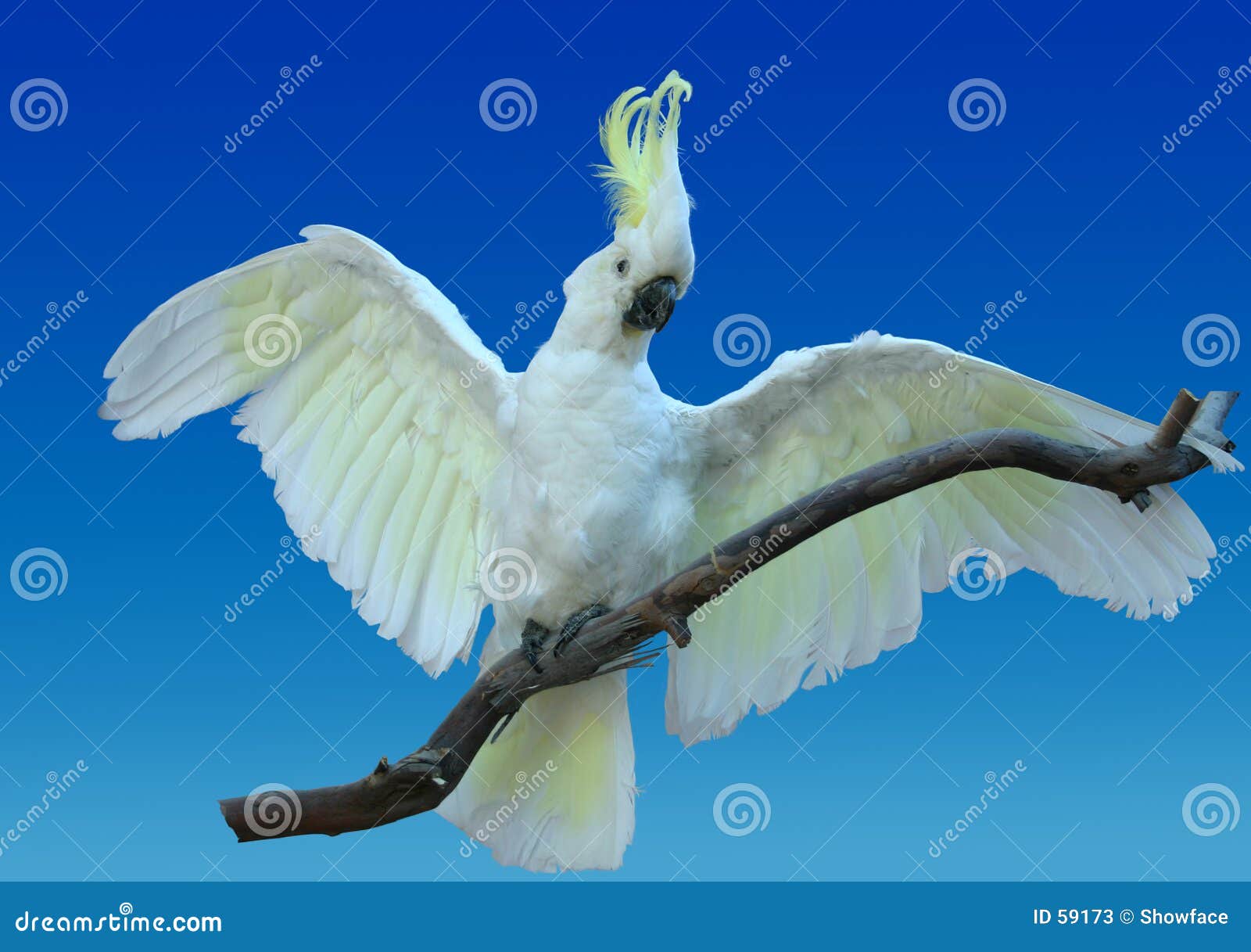 Cockatoo Stock Image Image Of Bird Talking Wildlife Taxidermy 59173